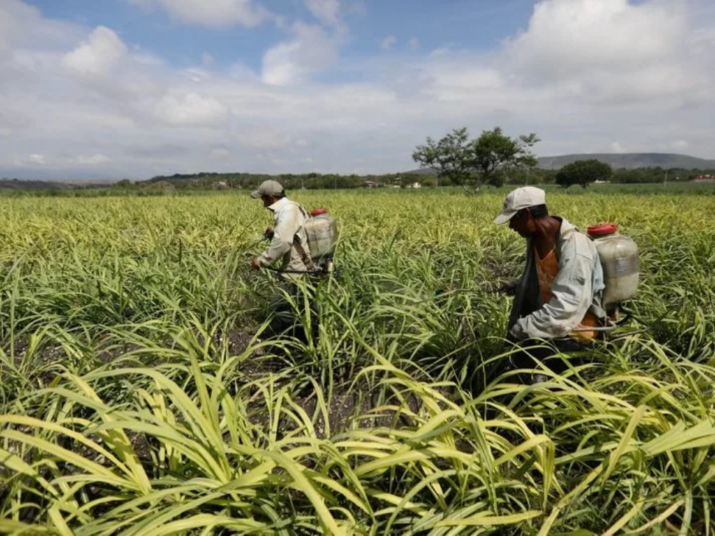 Estiman crecimiento en producción de azúcar en México en ciclo 2024 ...
